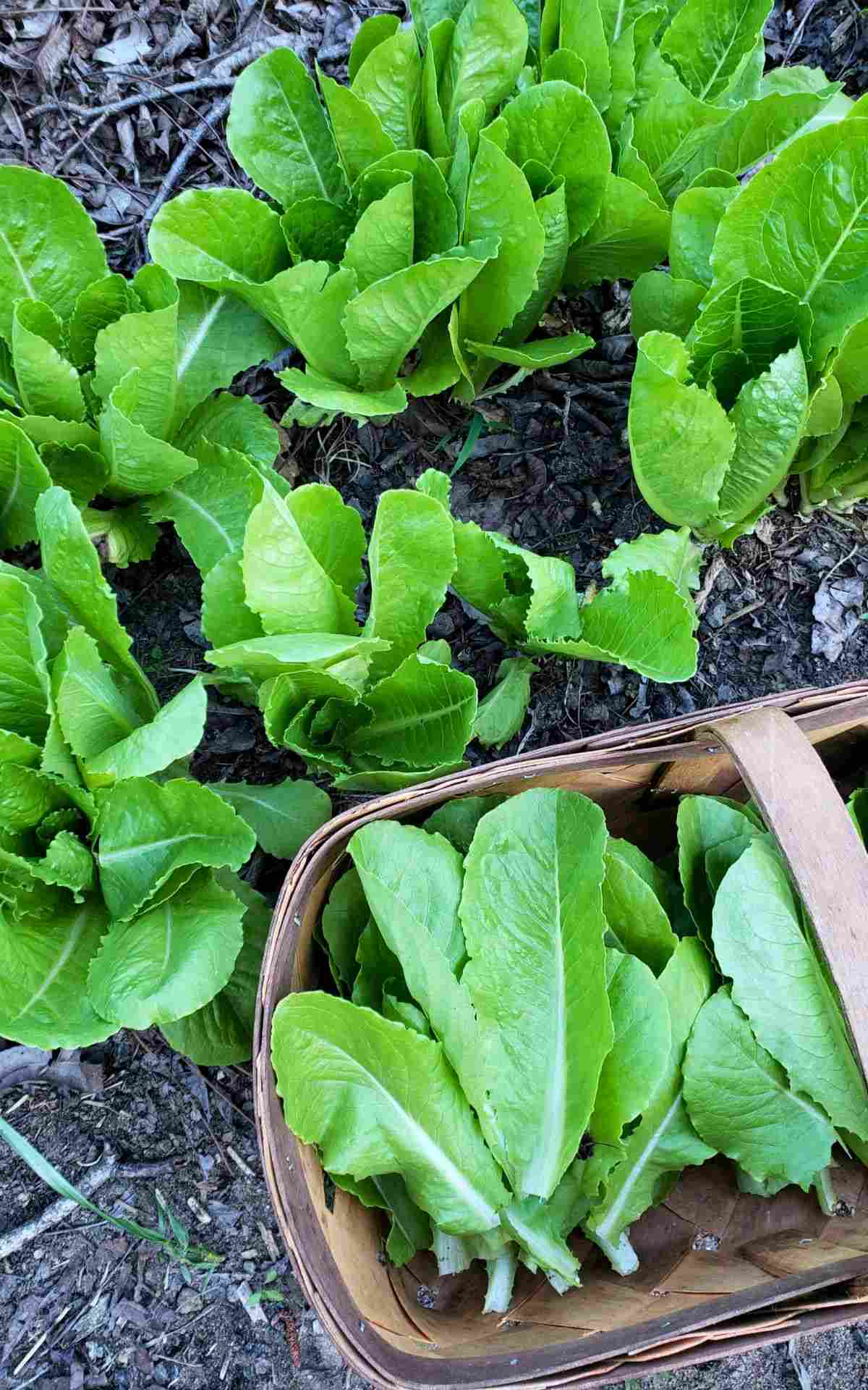 How to Harvest and Store Lettuce - Farm to Table at Willow Run