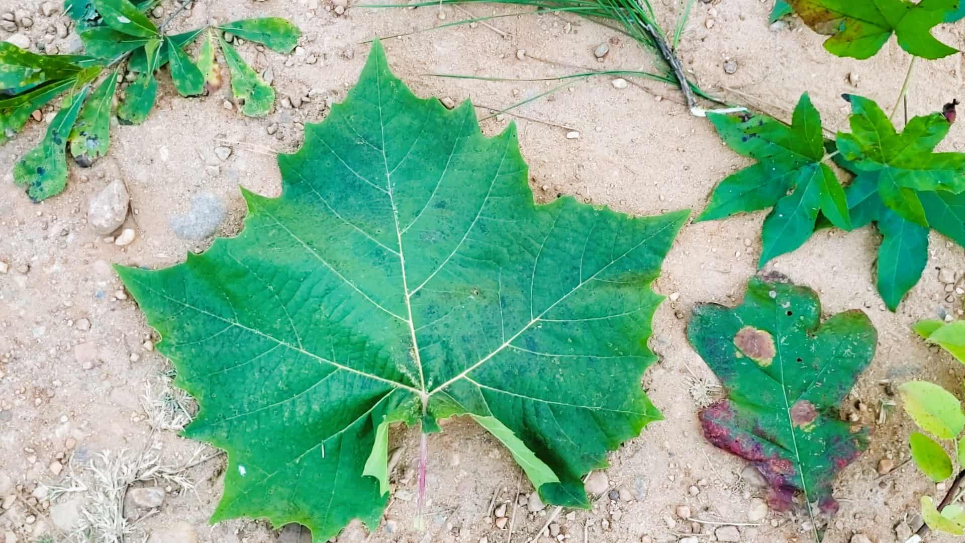 Why You Should Learn How to Identify Trees - Farm to Table at Willow Run